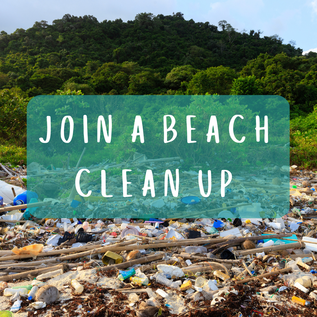 Volunteer – Coral Reef and Rainforest Conservation Project