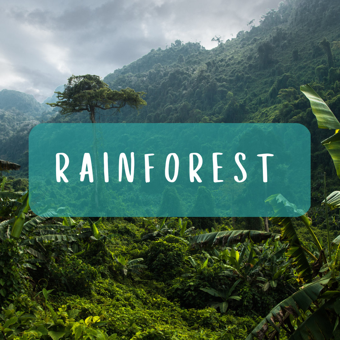 Volunteer – Coral Reef & Rainforest Conservation Project