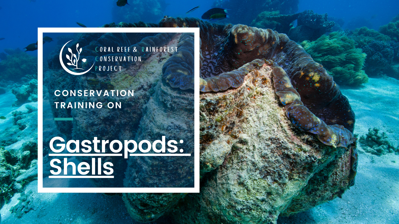 Gastropods – Shells – Coral Reef & Rainforest Conservation Project