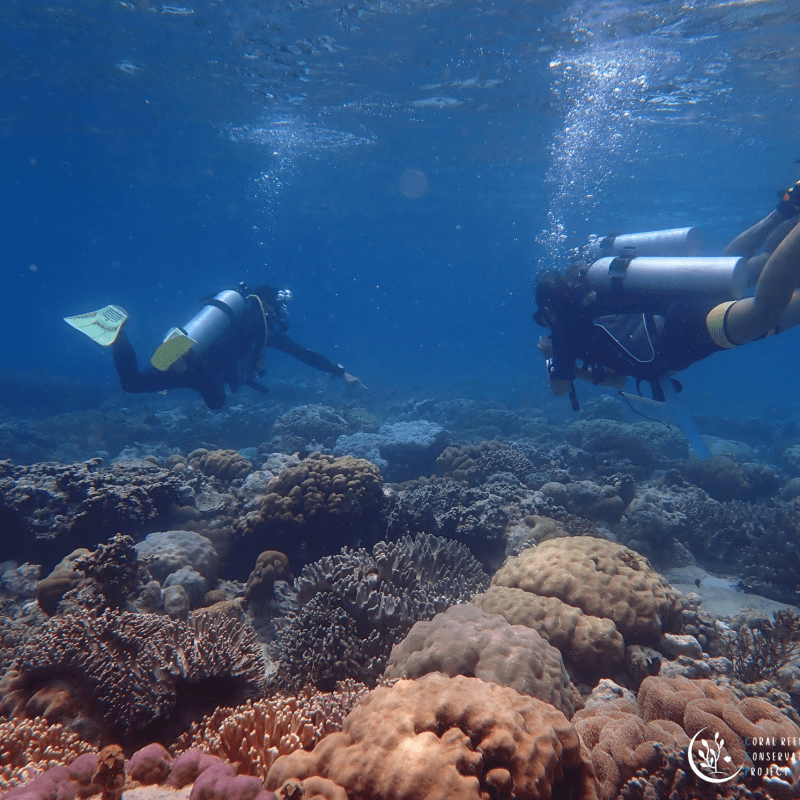 Marine Biodiversity in Siquijor – Coral Reef and Rainforest ...