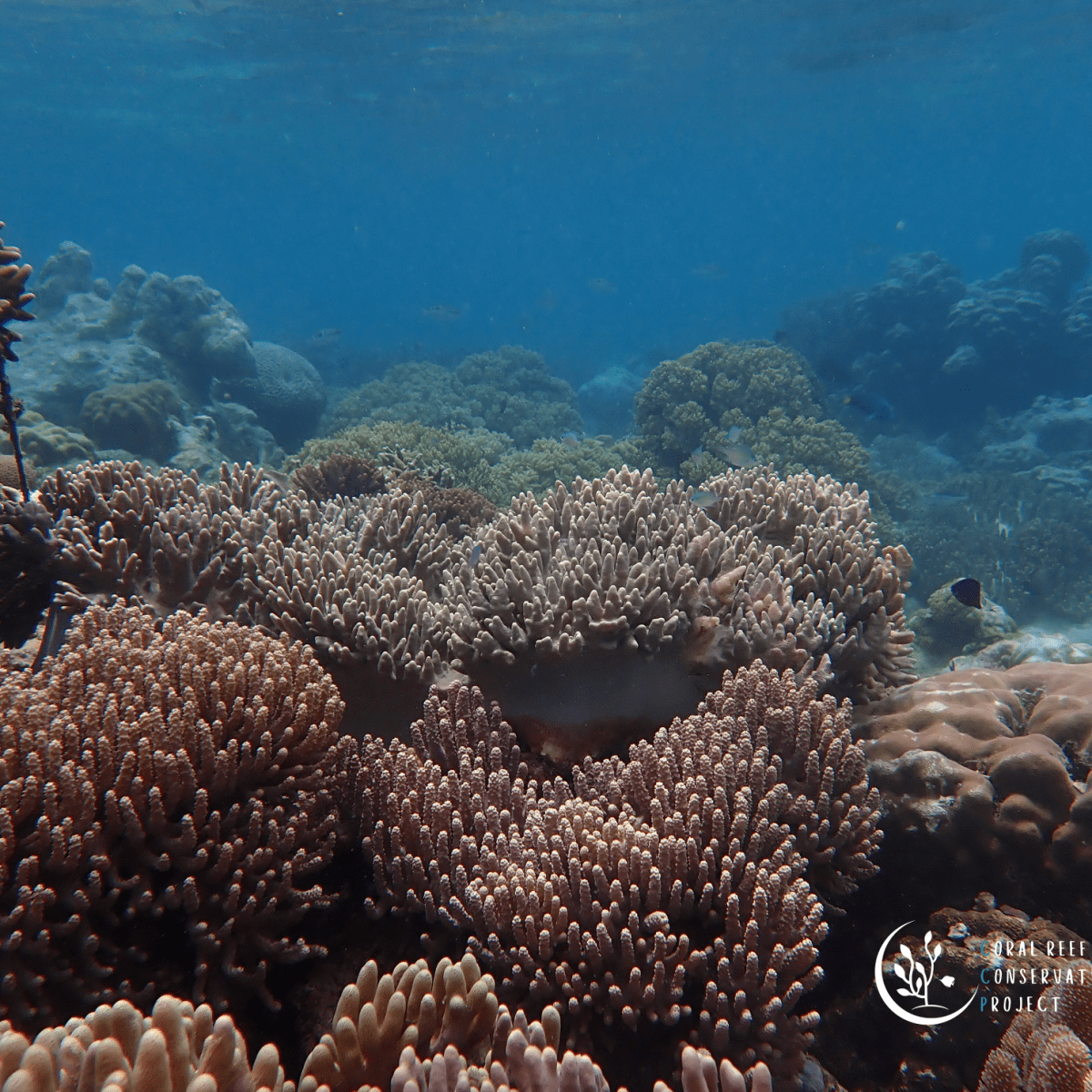 Marine Biodiversity in Siquijor – Coral Reef & Rainforest Conservation ...