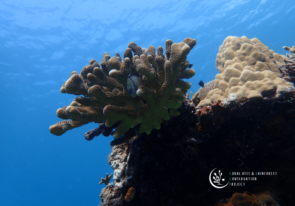 Marine Biodiversity in Siquijor – Coral Reef and Rainforest ...