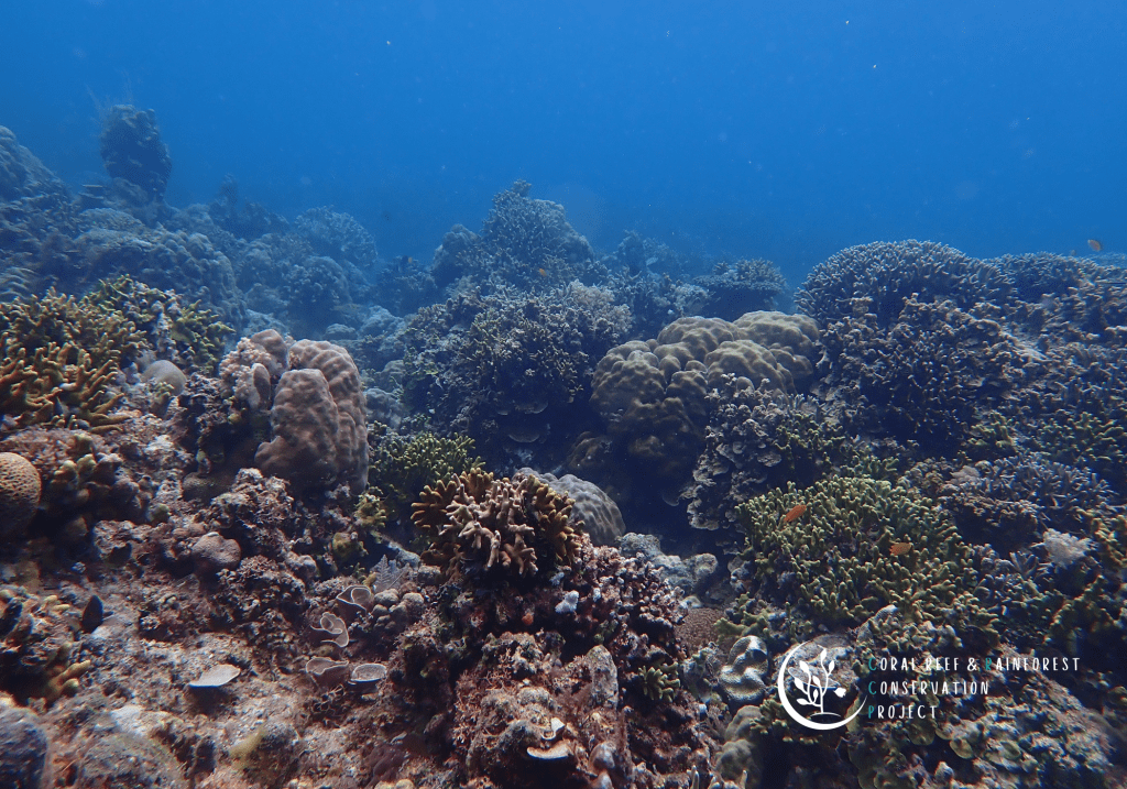 Marine Biodiversity in Siquijor – Coral Reef & Rainforest Conservation ...