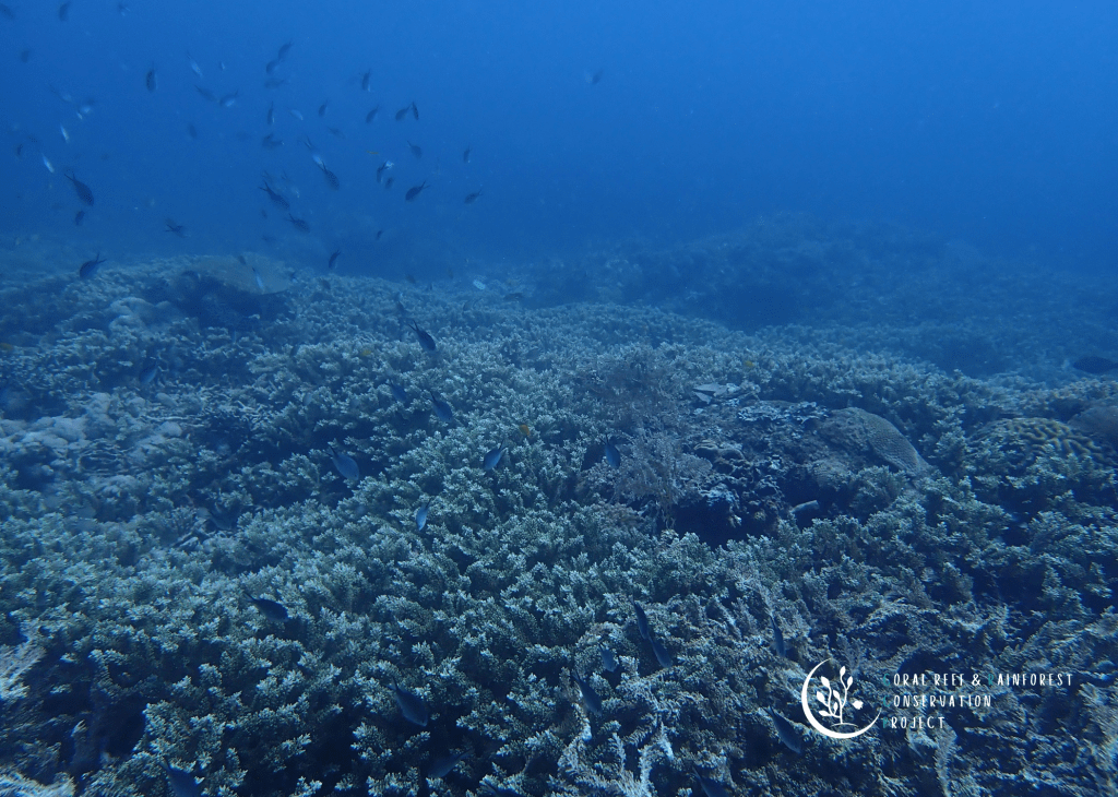 Marine Biodiversity in Siquijor – Coral Reef & Rainforest Conservation ...