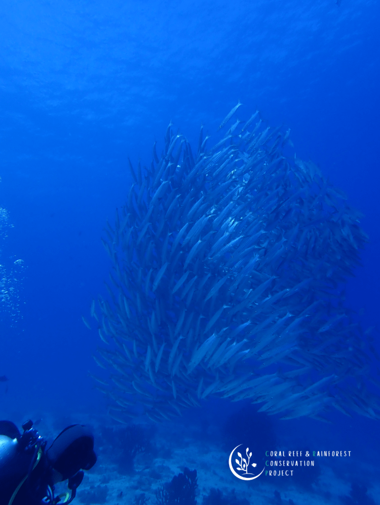 Marine Biodiversity in Siquijor – Coral Reef and Rainforest ...